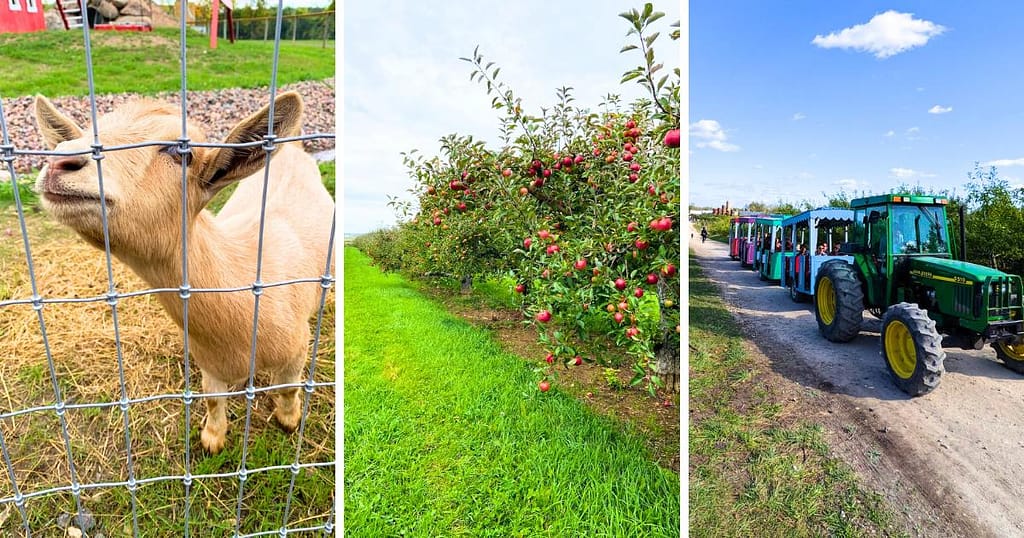Best Apple Orchards in Wisconsin - The Everyday Explorist